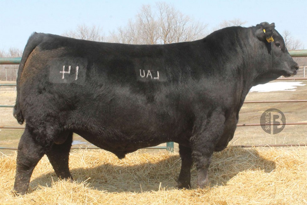 TANKER - Raça Inseminação Artificial