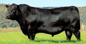Categoria: Aberdeen Angus - Raça Inseminação Artificial