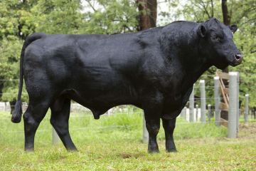Categoria: Aberdeen Angus - Raça Inseminação Artificial